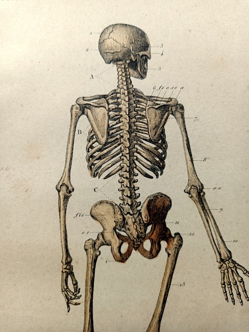 Antique ANATOMY Print, Back Human Skeleton Engraving,1873 Skeletal ...