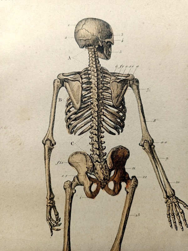 Antique ANATOMY Print, Back Human Skeleton Engraving,1873 Skeletal ...