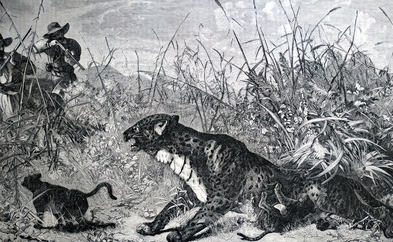 Hunting Panther 1868 Amazing Antique Engraving Colossal Big Dimensions ...