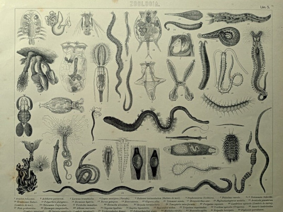 1880 Vintage WORMS Print, Antique Annelids Engraving Crustaceans ...