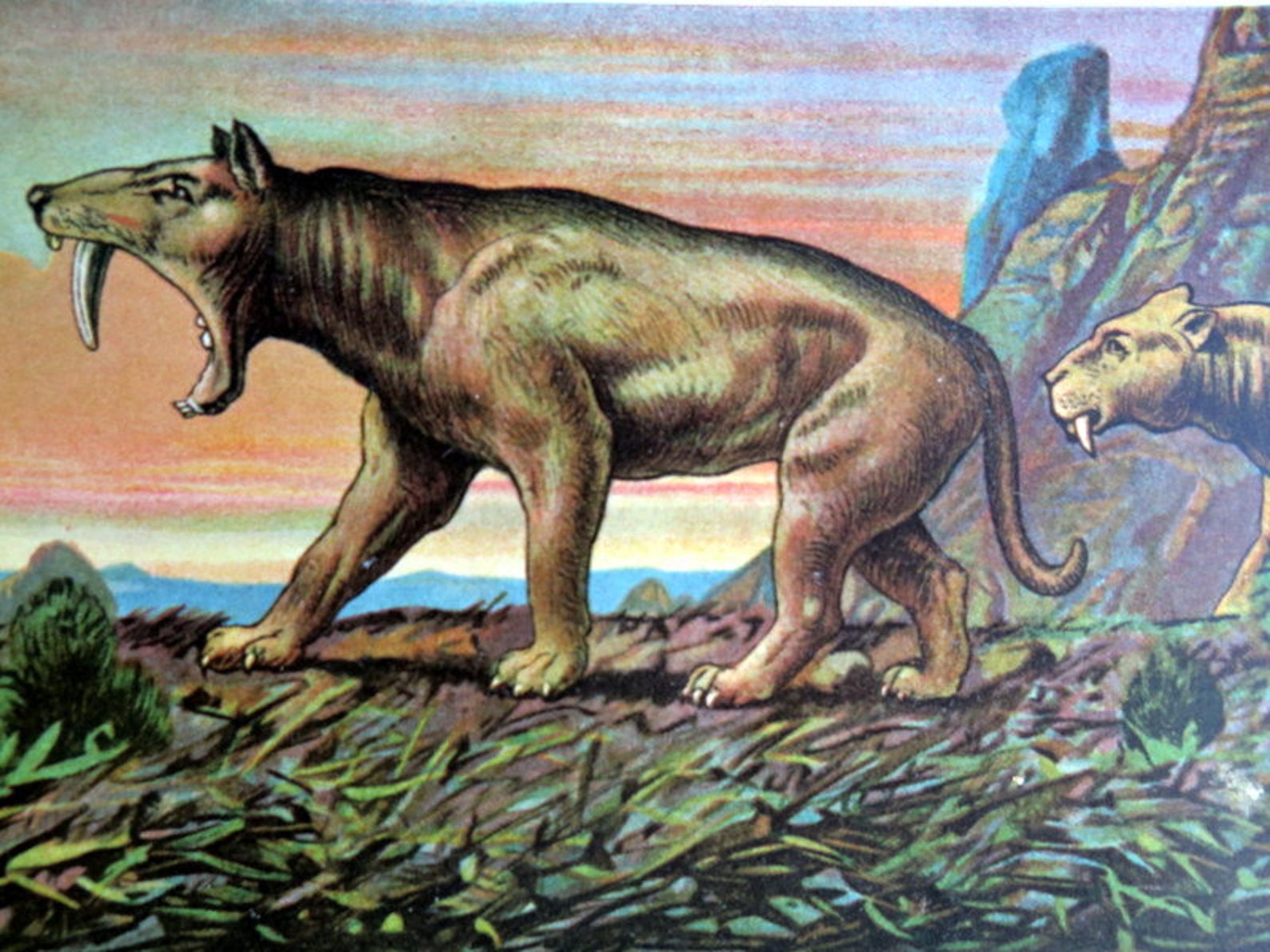 Antique Smilodon Saber-toothed Print Engraving,1900 Original Vintage ...