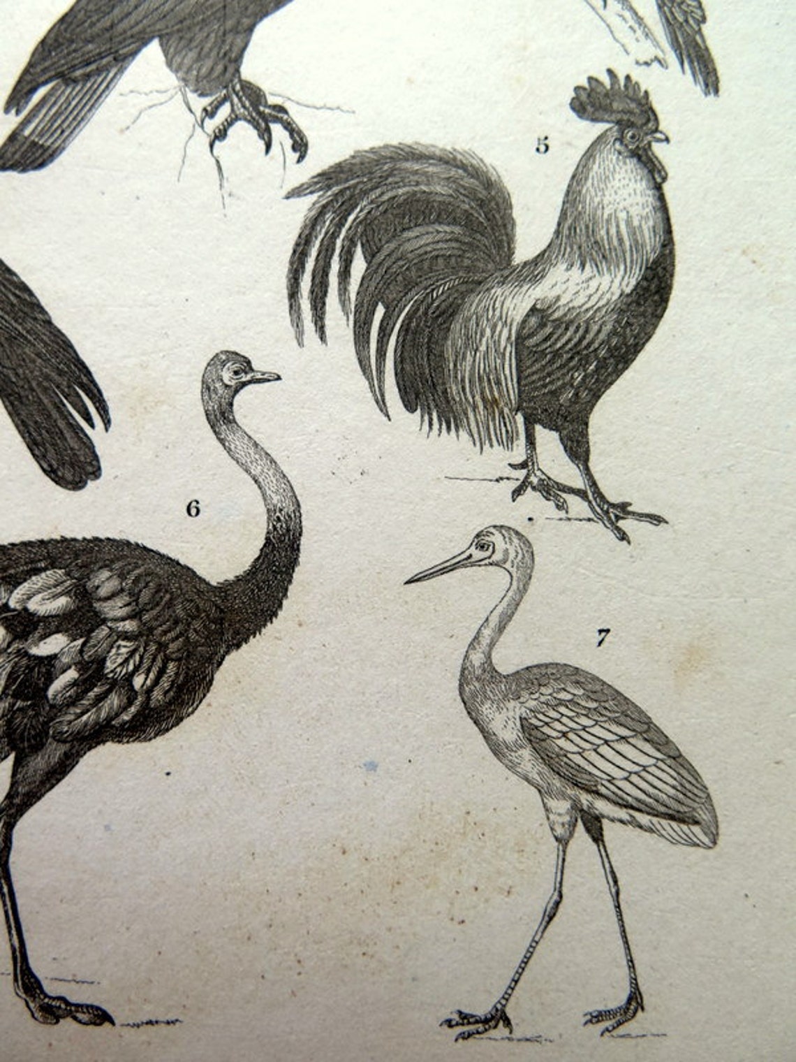1852 Antique Birds Engraving Original Vintage Bird Print | Etsy