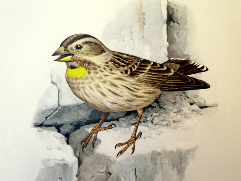 Antique Nice Rock Sparrow Bird Engraving 1955 Original | Etsy