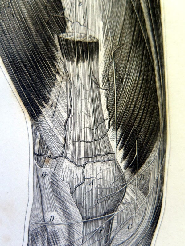 Ancient HUMAN ANATOMY Print 1880 MUSCLES Tendons Engraving - Etsy