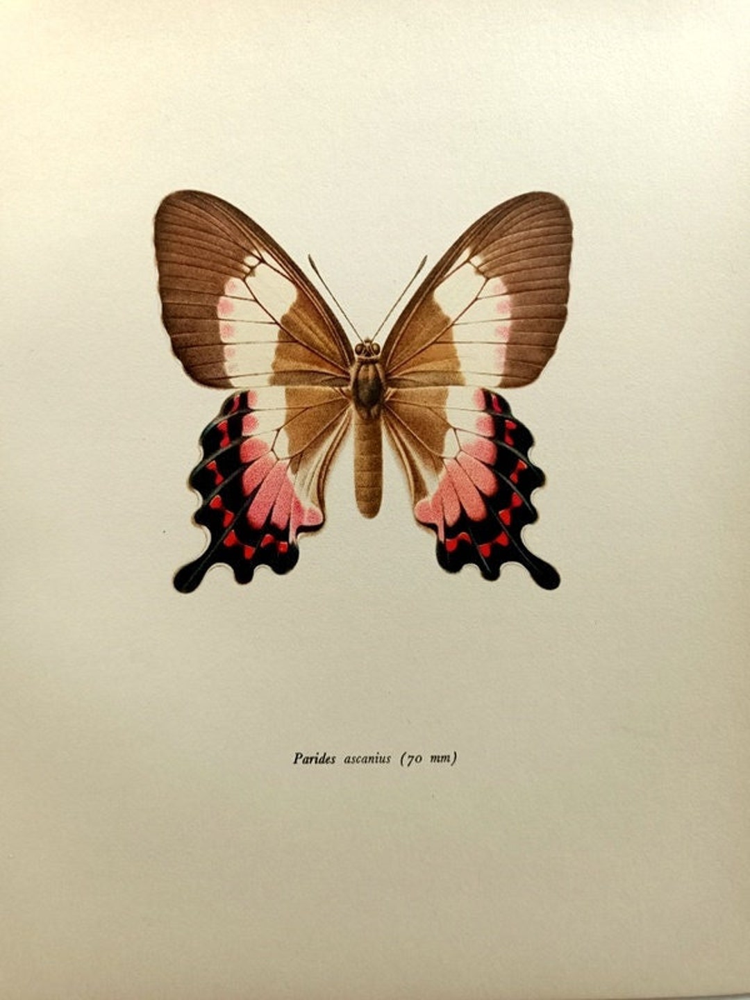 Original Coloured BUTTERFLY Print, Fluminense Swallowtail 1963 ...