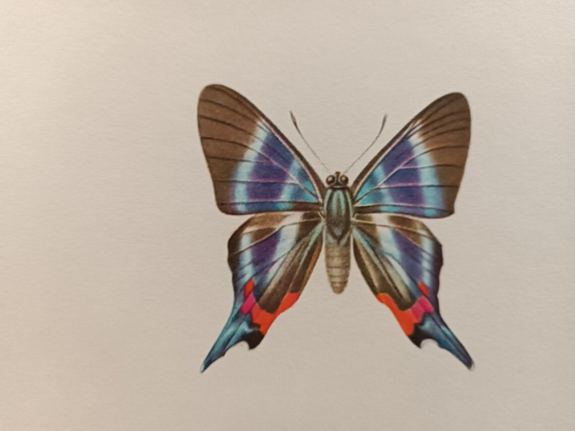 1963 Gorgeous Vintage Orange BUTTERFLY Print, , Color Lithograph ...