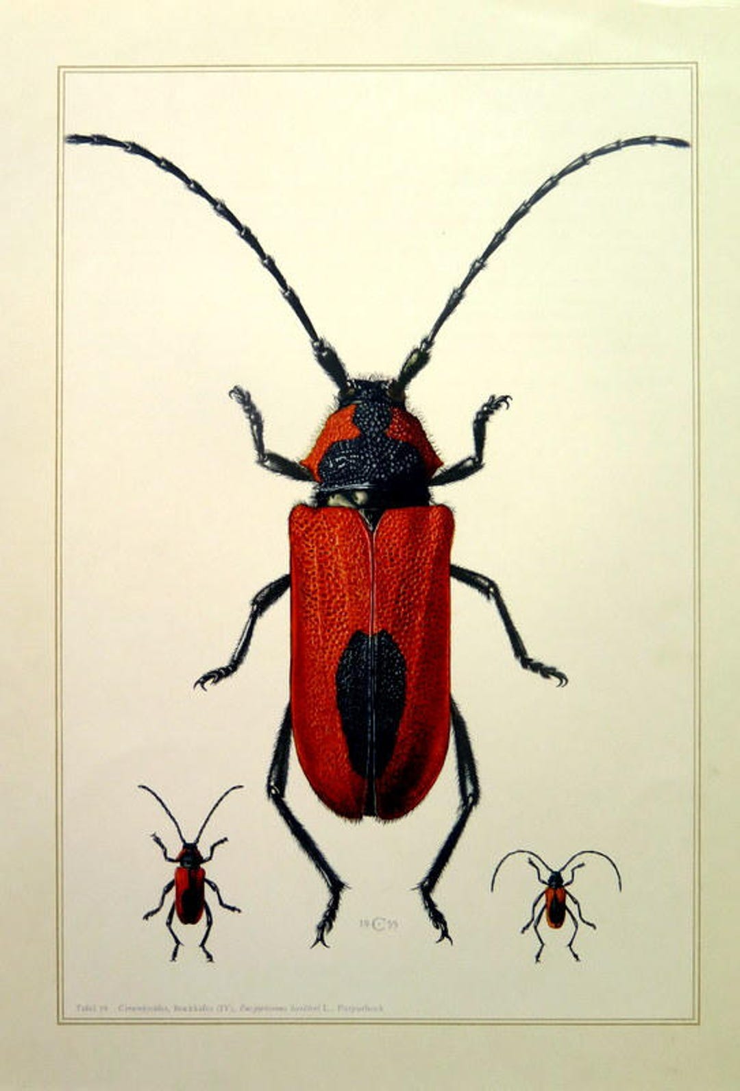 Antique INSECT Print 1967 Old Original Longhorn Beetles - Etsy