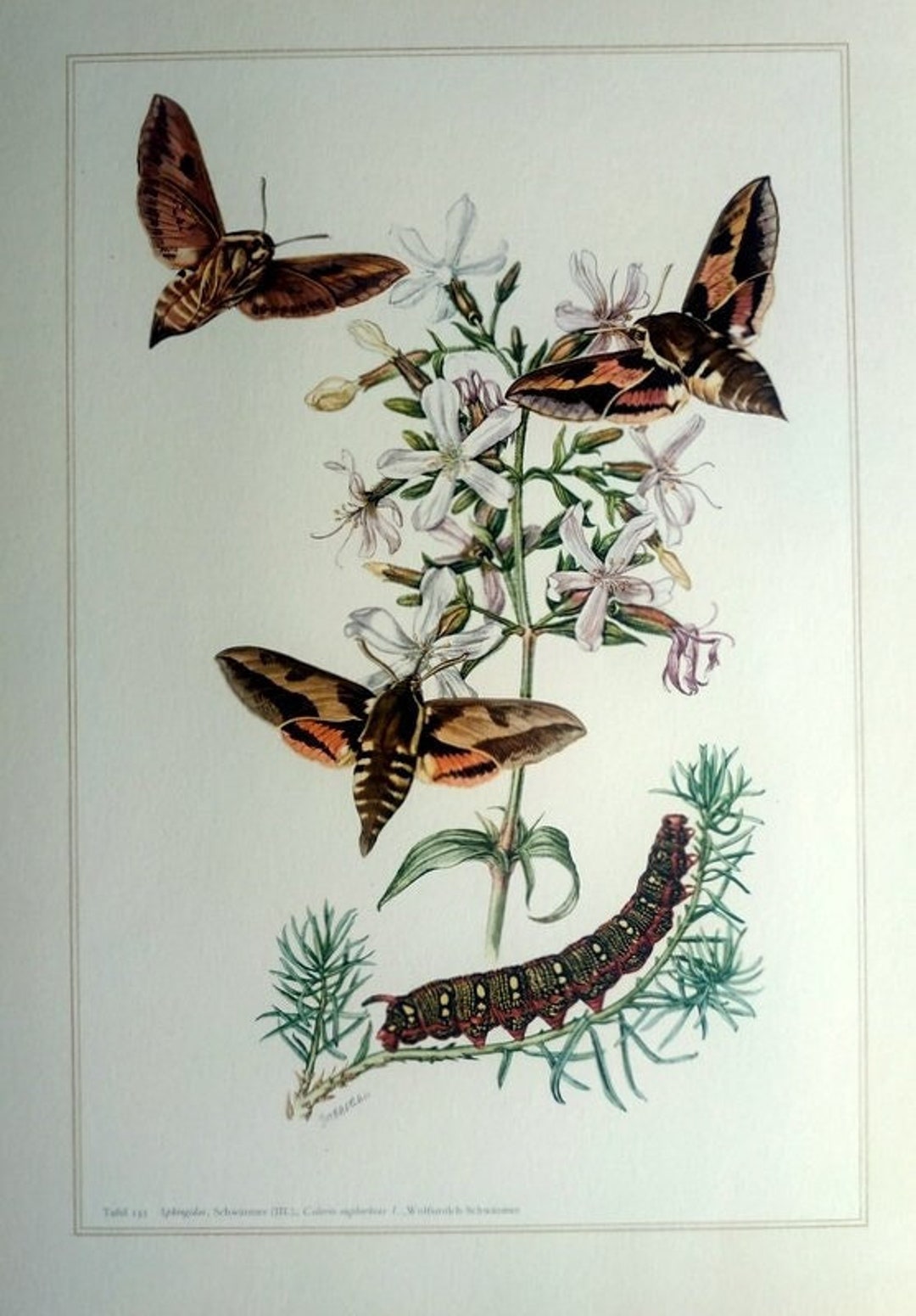 Amazing Vintage Antique Lithograph From 1967 Sphinx Coloured ...