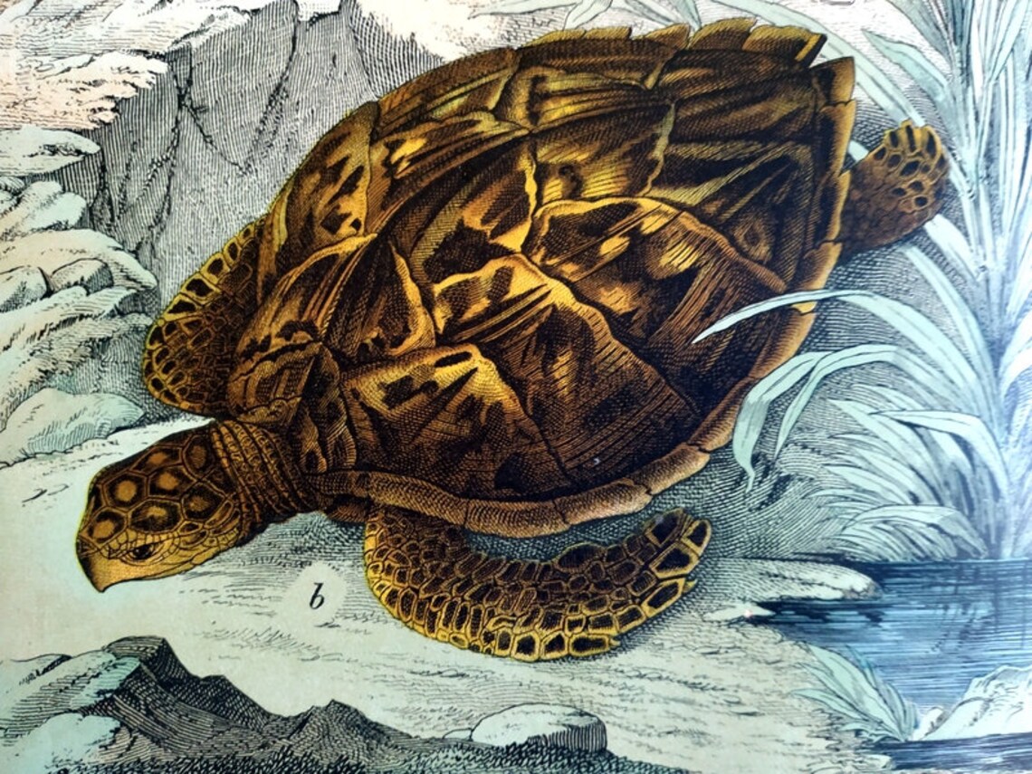 1886 Large Antique Oddity TURTLES Color Print Ancient - Etsy