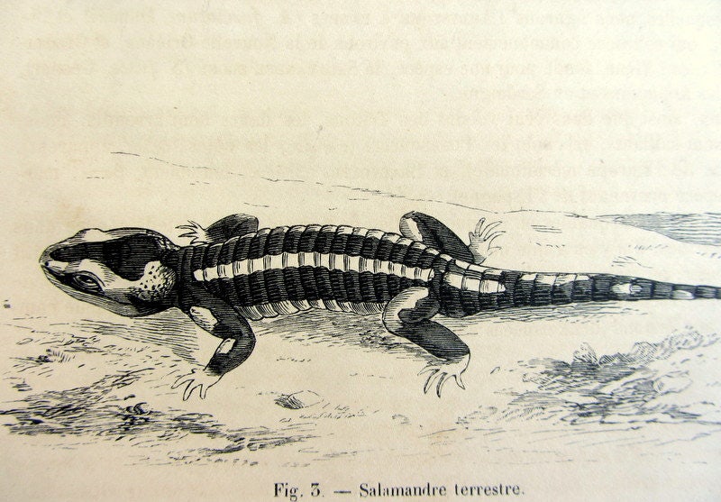 Antique amphibian print, 1860 VINTAGE original salamander newt ...