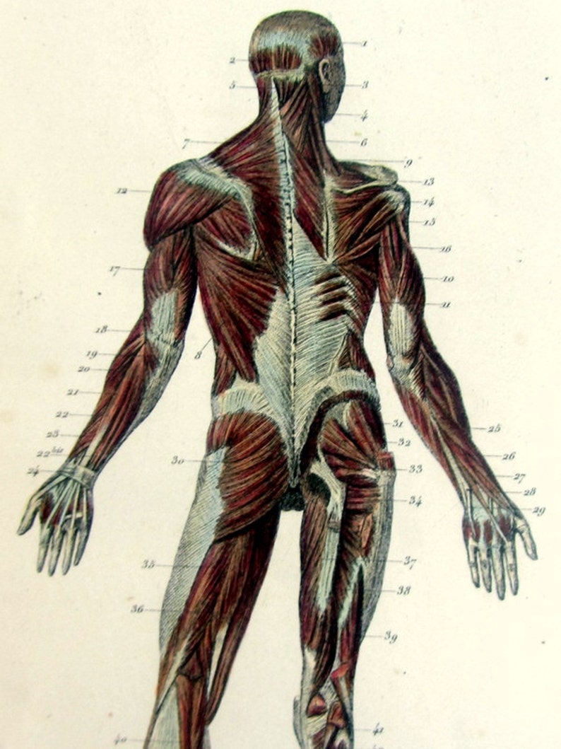 Antique anatomy antique print muscular system front view | Etsy