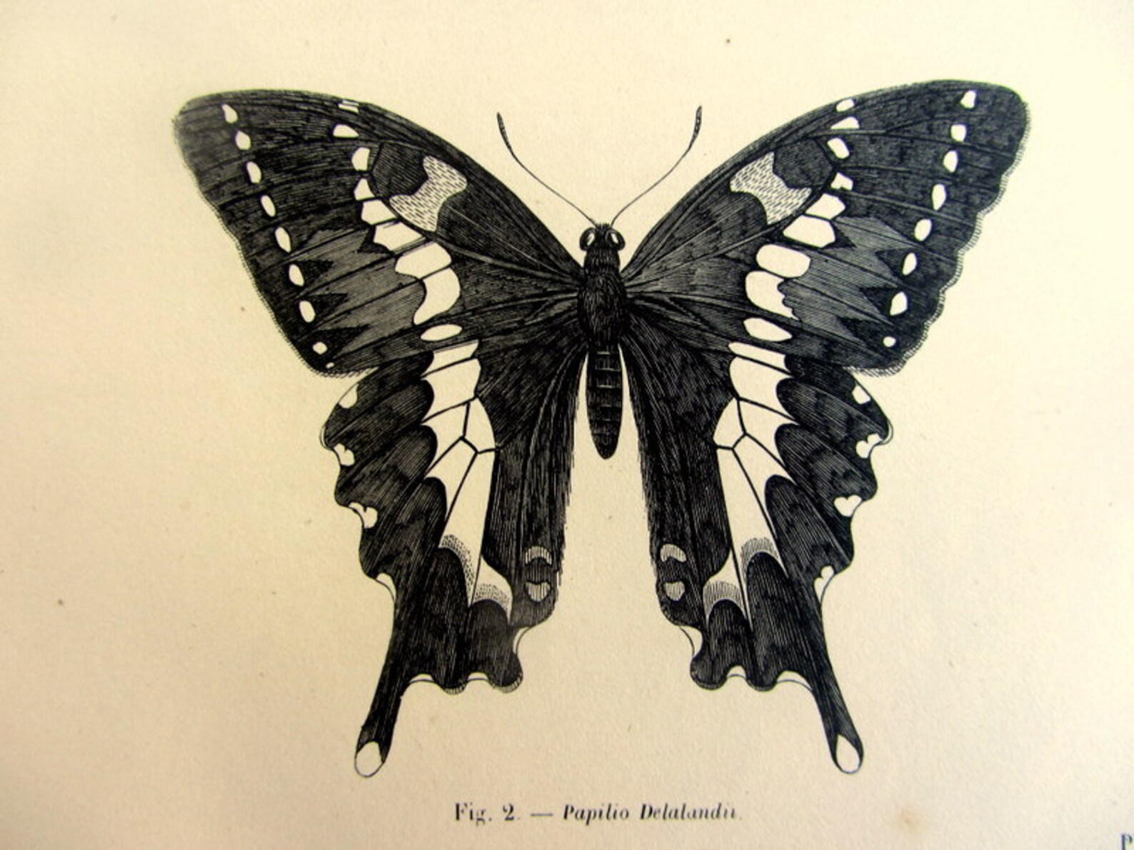 1860 Antique BUTTERFLY Engraving Print, Vintage Origina Linsects Print ...