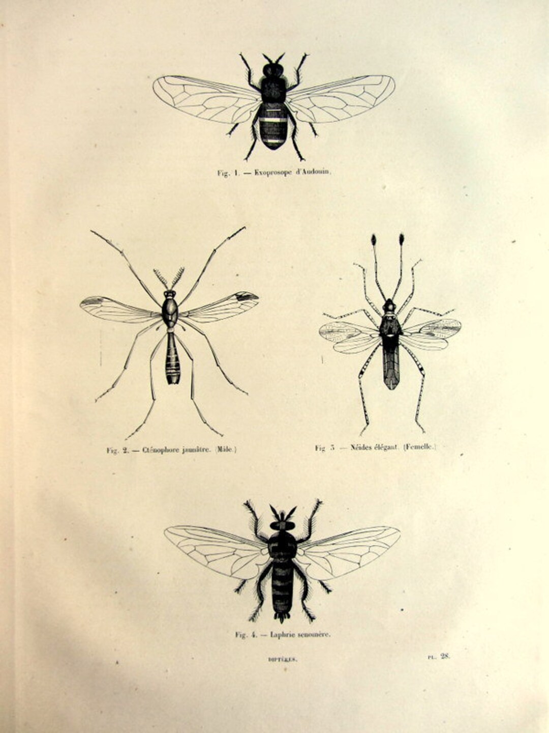 1860 Antique Mosquitos Flies Print, Original 1860 Diptera French ...