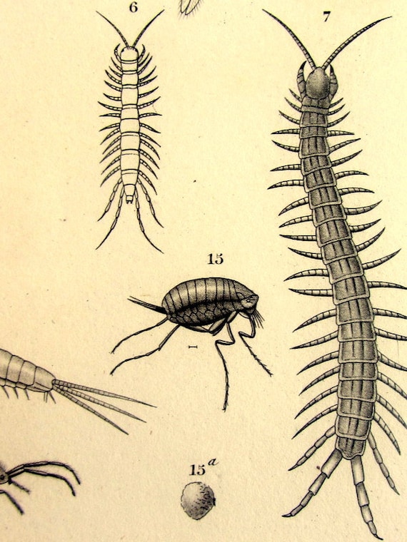 Arthropods Myriapods