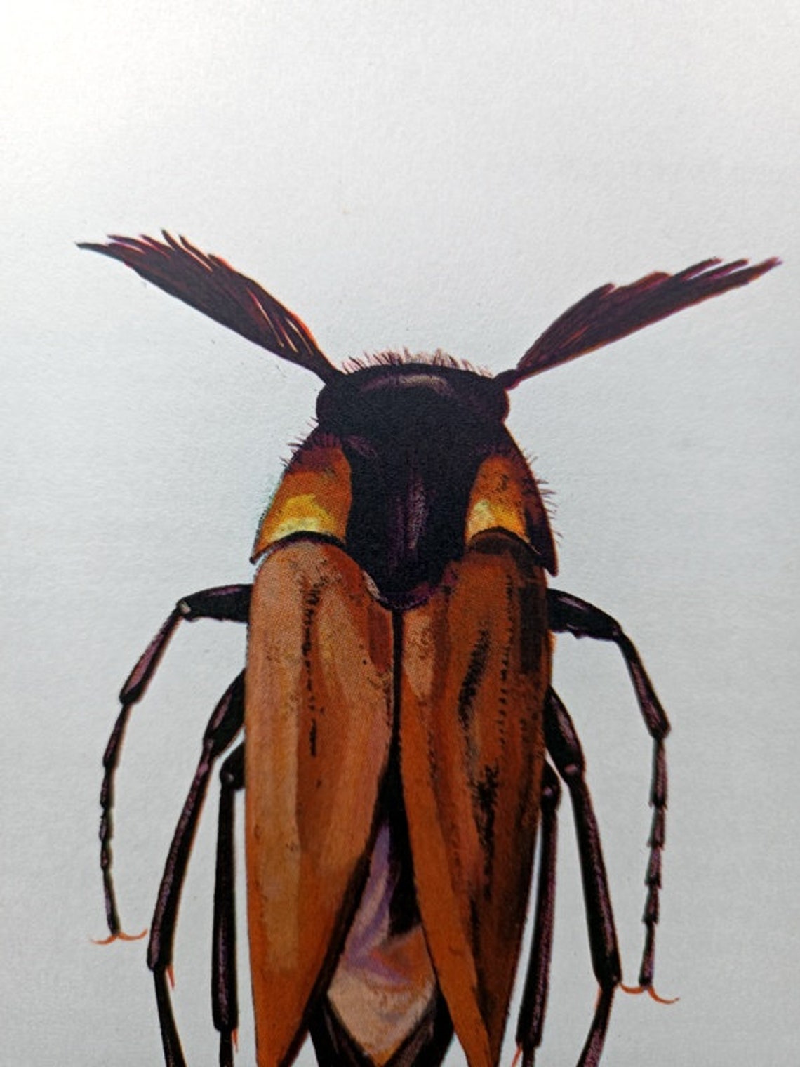 Vintage INSECT Lithograph, 1964 Original Wasp Nest Beetle Antique ...