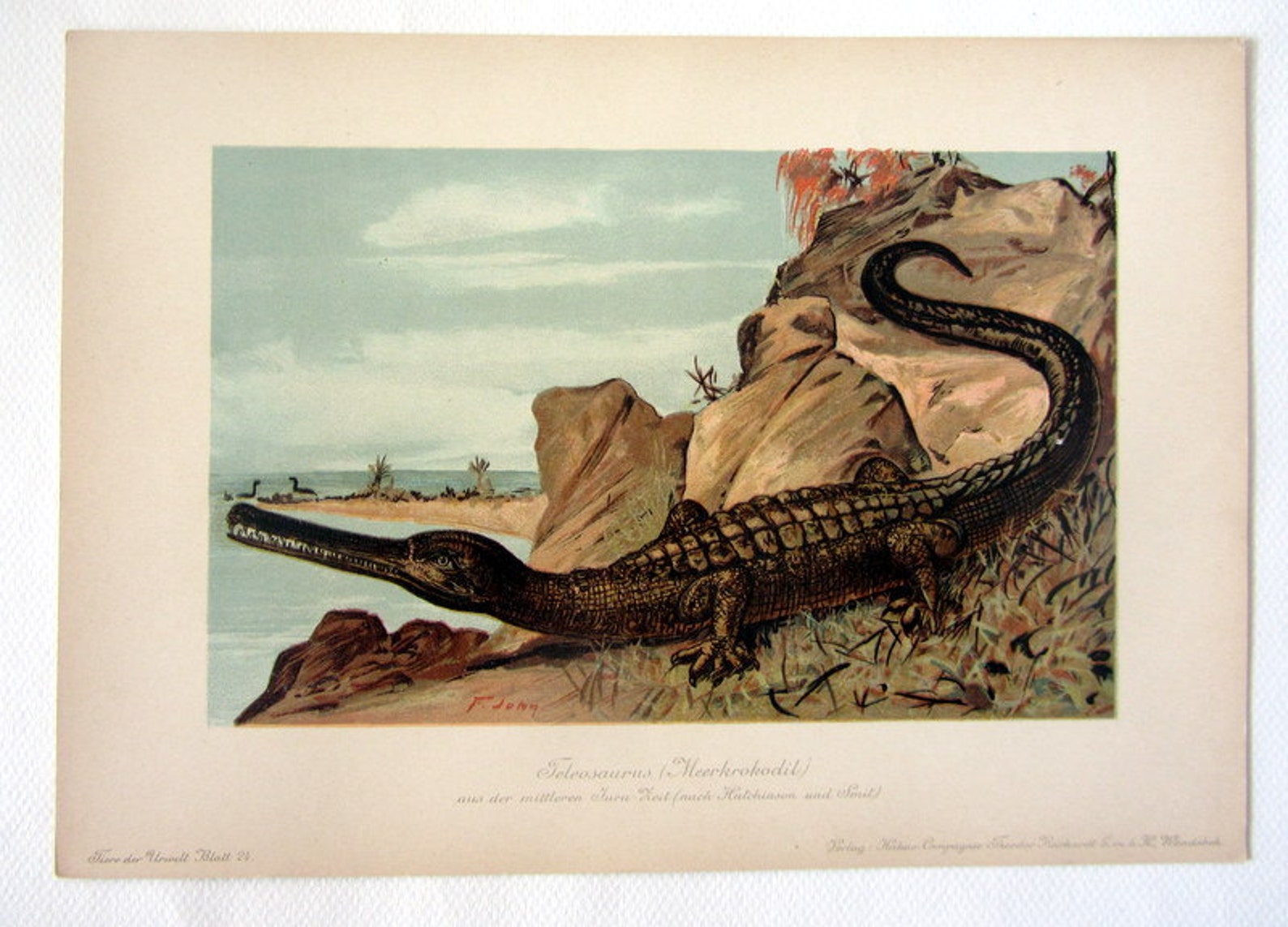 1900 Antique Dinosaur Teleosaurus Print Engraving Vintage | Etsy