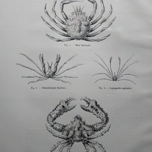 1860 ENGRAVING of Different Types of Crabs Original Crustacean Print ...