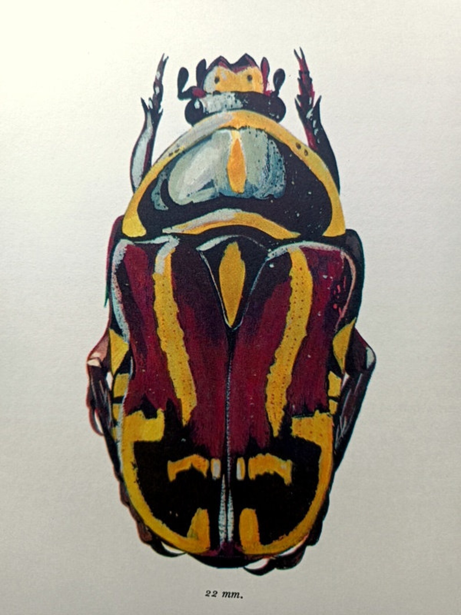 Fiddler Beetle Engraving 1964 Original INSECT COLOR Yellow - Etsy
