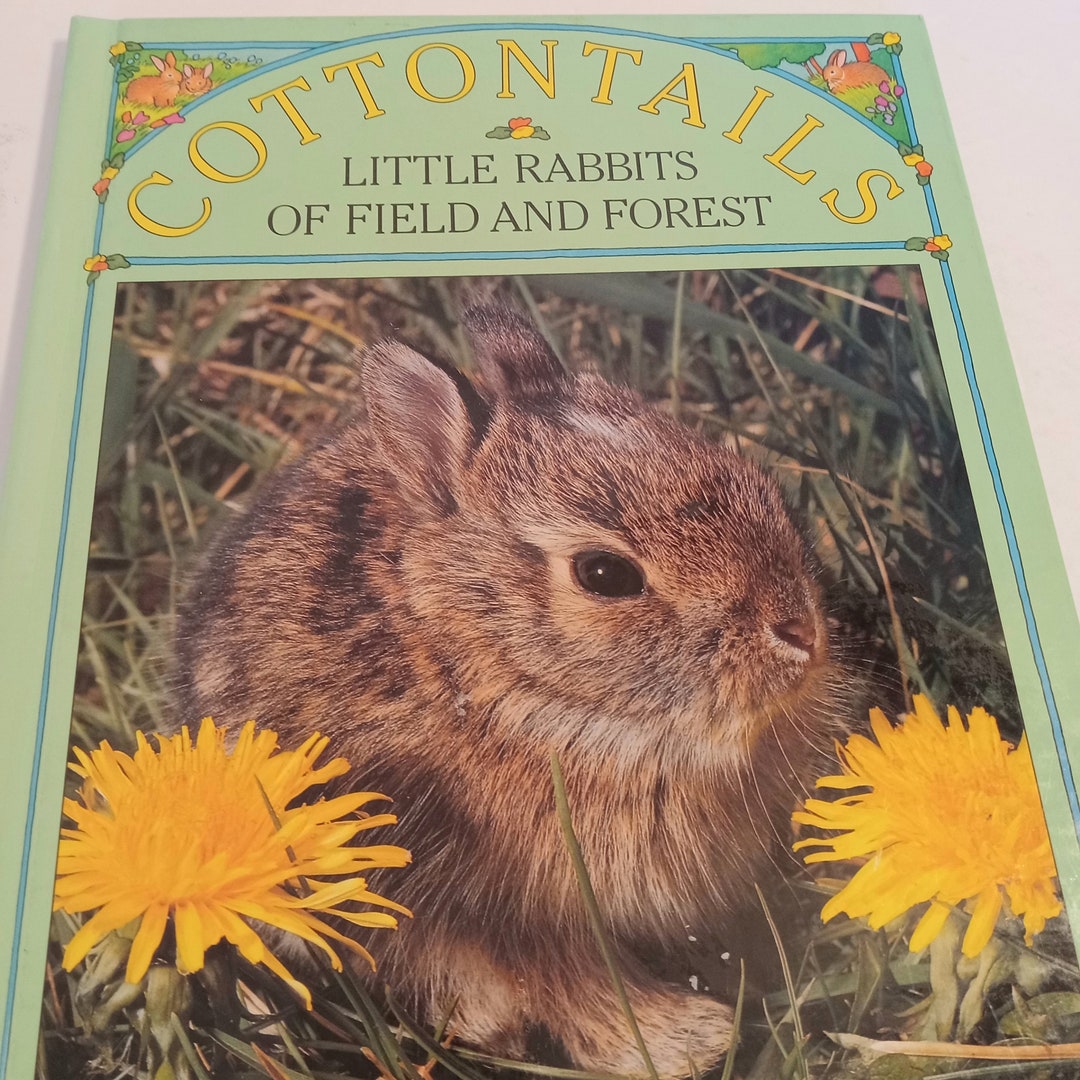 Cottontails Little Rabbits of Field and Forest by Ron Fisher National ...