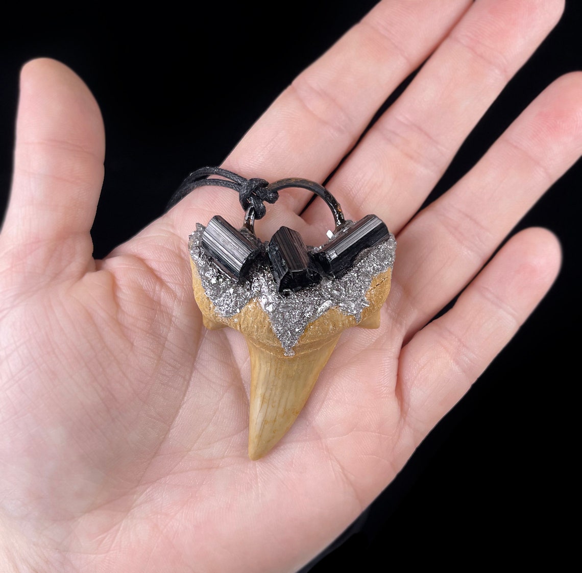 Shark Tooth Necklace Fossil Shark Tooth Real Bones Bone - Etsy