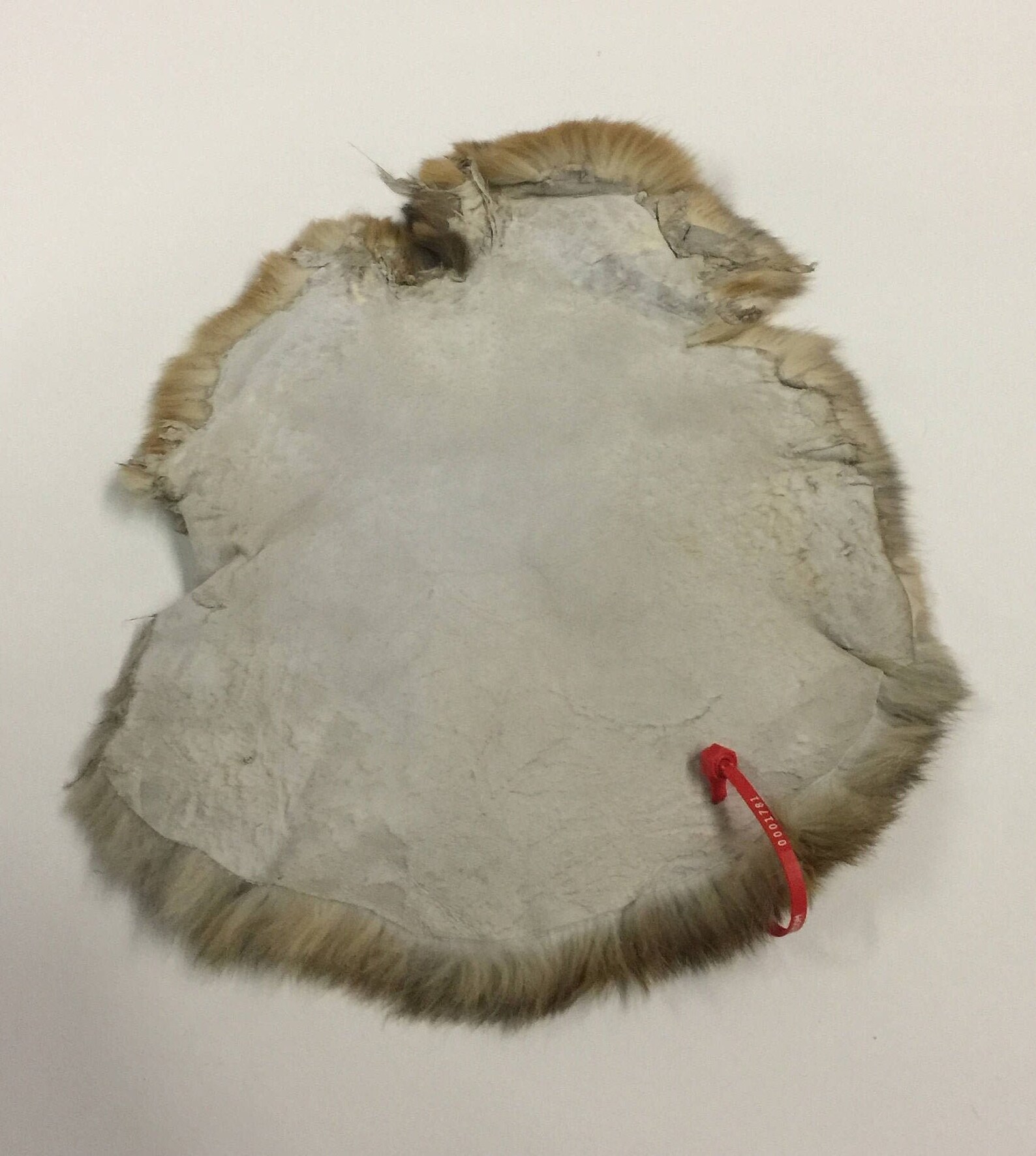 Rabbit Pelt Czech Large: Natural Multi Color 140-HVN-A-G1781 | Etsy