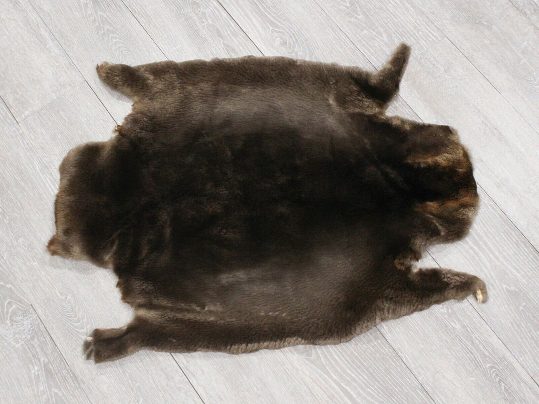 Sheared Beaver Skin: Gallery Item (50-55-G3146) Y1L - Etsy