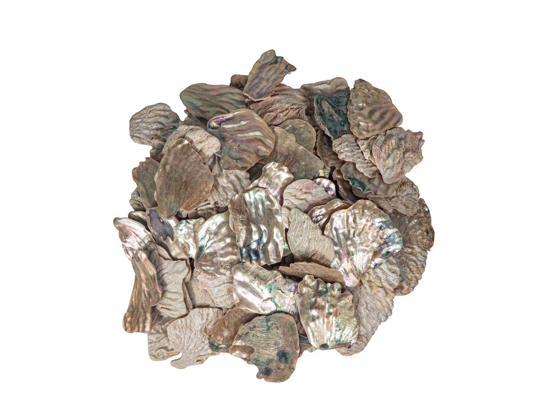 Creamy White African Abalone Shell Pieces: 50mm Size. 1-kg Bag - Etsy