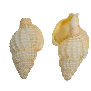 Nassa Reticulata Shells 0.6251: 1-KG Bag 2.2 - Etsy
