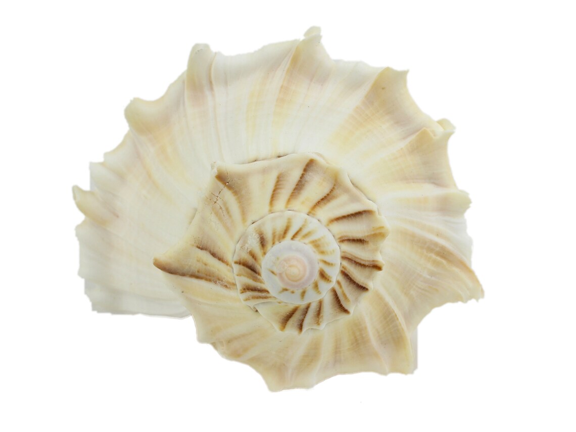 Mexican Left Hand Lightning Whelk Shell: 7-8 1361-0708 | Etsy
