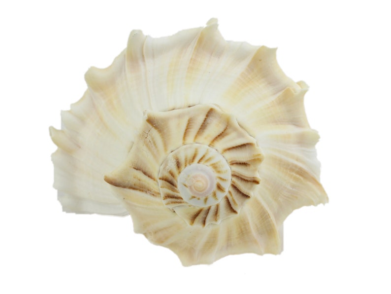 Mexican Left Hand Lightning Whelk Shell: 7-8 1361-0708 | Etsy