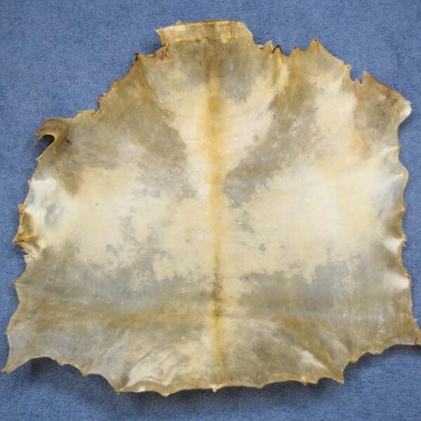 Rawhide Leather - Etsy