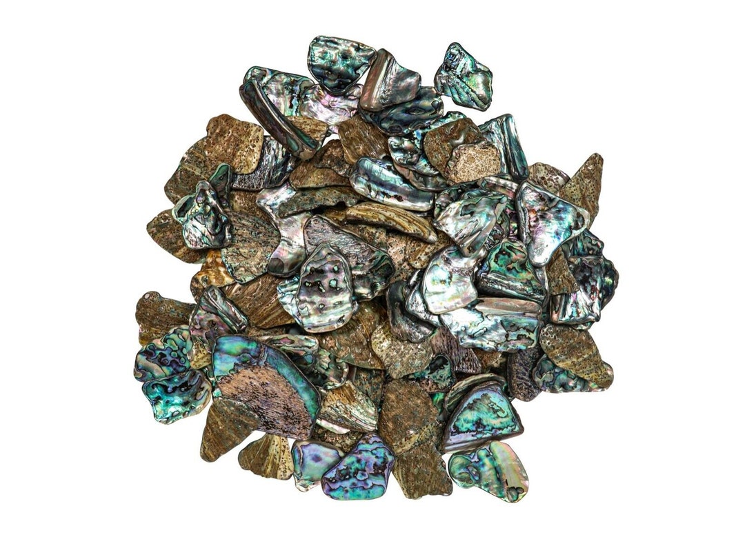 Highly Polished Paua Abalone Shell Pieces: Large 40-65mm 1-KG Bag (2.2 ...