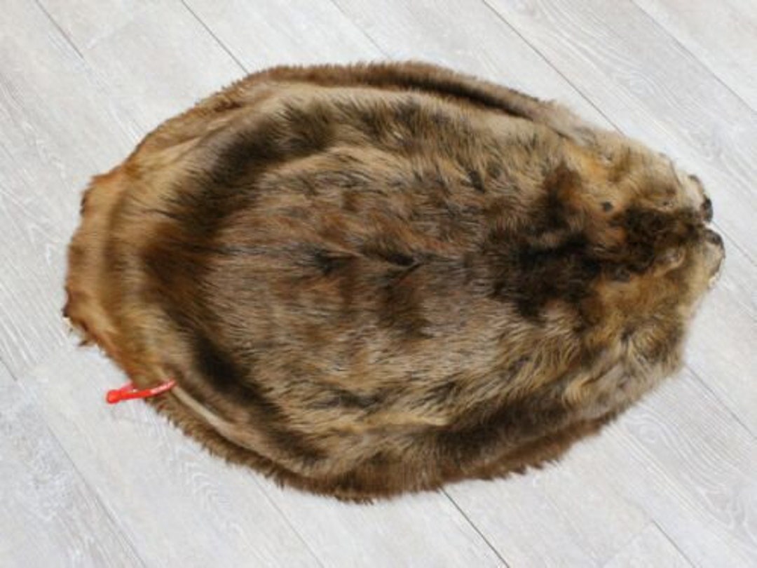 Extra Large Beaver Skin #1/#2 Grade: Gallery (50-1-XL-G3207) Y1L - Etsy