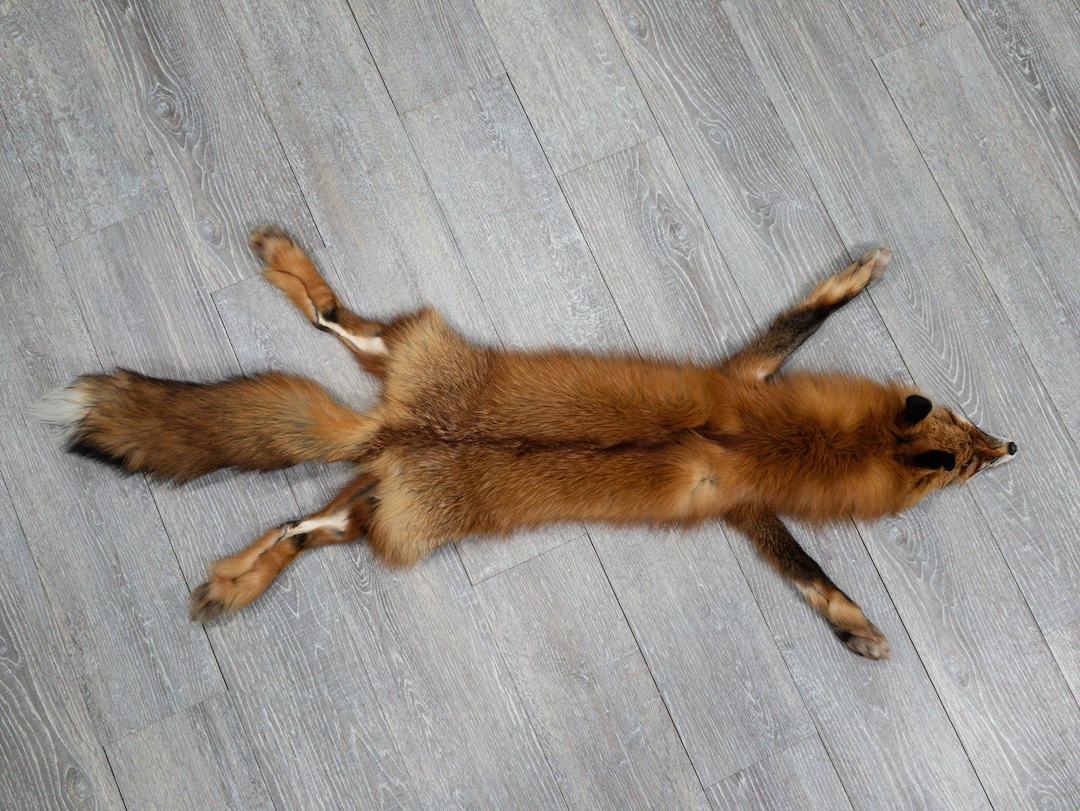 Taxidermy Quality Red Fox Skin With Feet (180-03-TAX-G6192) Y1K - Etsy