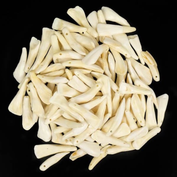 Water Buffalo Teeth - Etsy