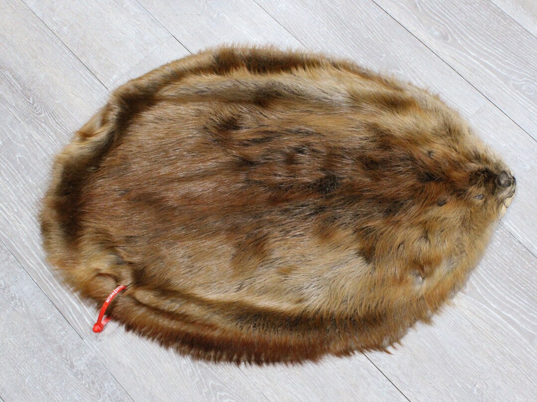 Extra Large Beaver Skin 1/2 Grade: Gallery 50-1-XL-G3209 - Etsy