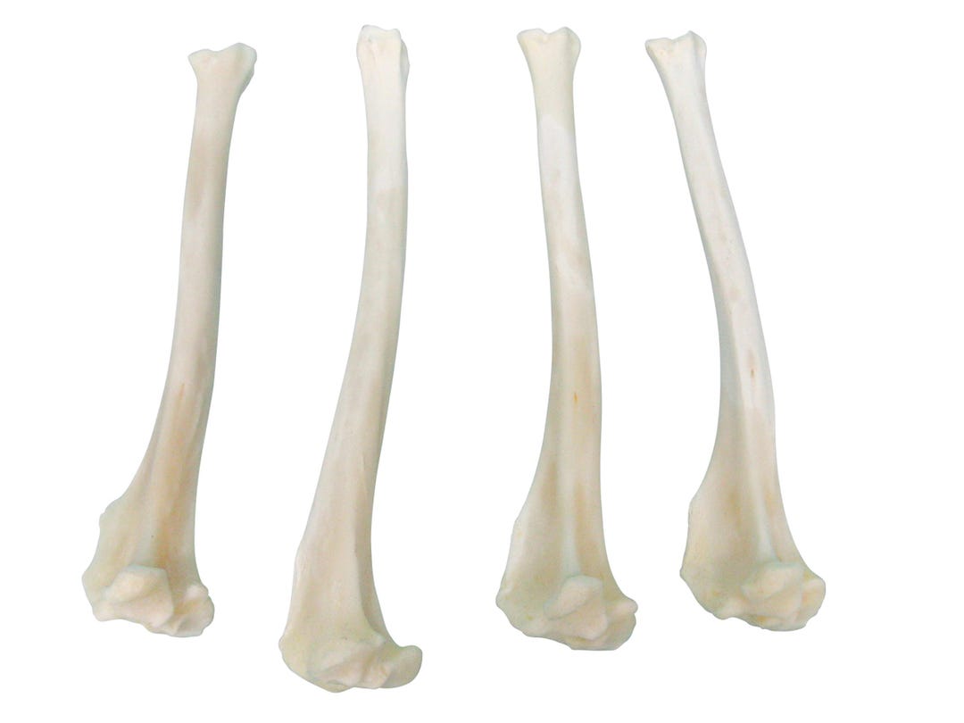 Four Coyote Tibia Leg Bones (1116-22) Y2D - Etsy