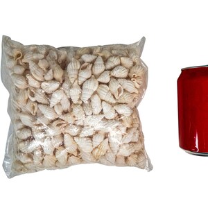 Nassa Reticulata Shells 0.625"-1": 1-KG Bag (2.2 Lbs) (2HS-3246K-KG) - Etsy