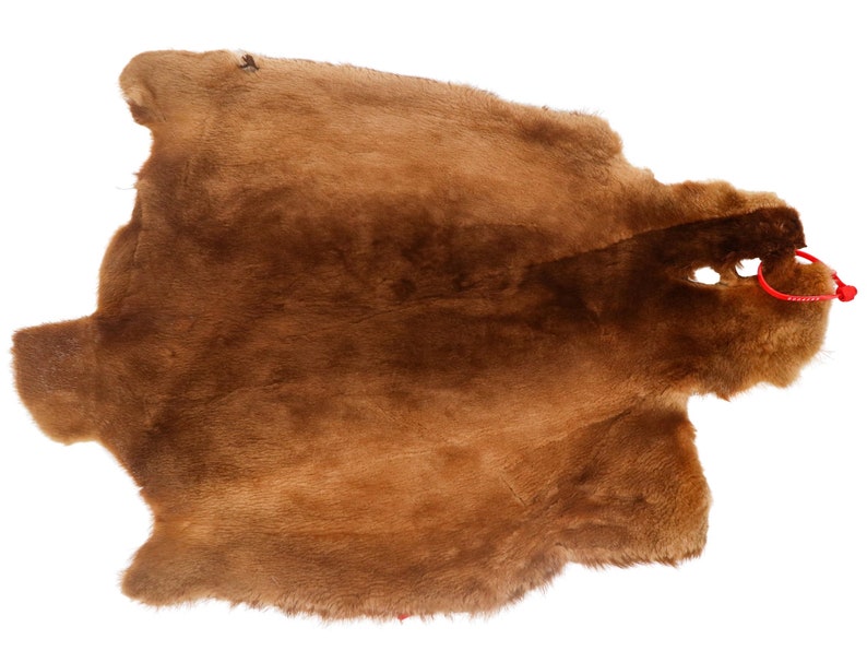 Dyed & Sheared Beaver Skin (50-55-G4489) - Etsy