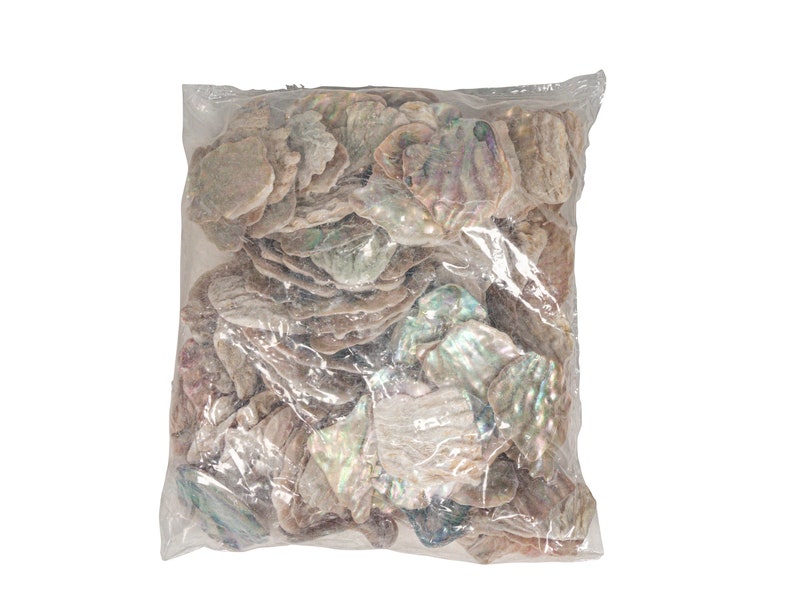 Creamy White African Abalone Shell Pieces: 50mm Size. 1-kg Bag - Etsy
