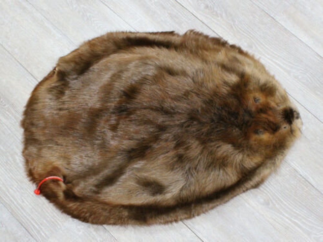 Extra Large Beaver Skin 1/2 Grade: Gallery 50-1-XL-G3216 - Etsy