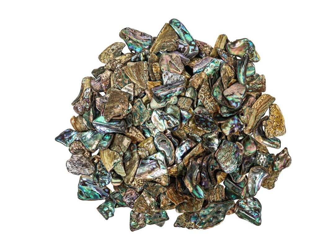 Highly Polished Paua Abalone Shell Pieces: Medium 25-45mm 1-KG Bag (2.2 ...