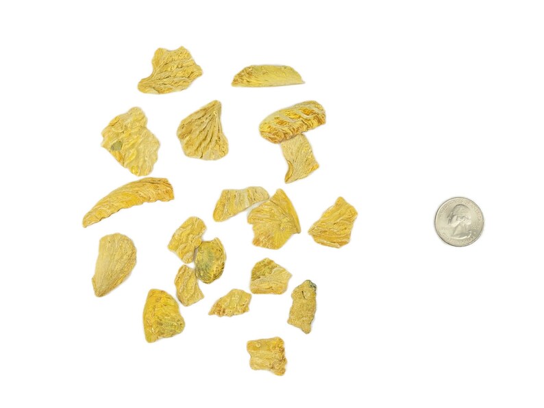 Yellow Dyed African Abalone Pieces: Assorted Sizes. 1-kg 2.2 | Etsy