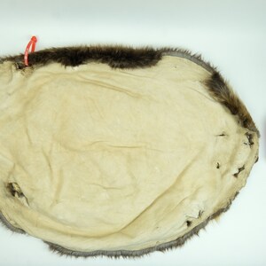 Large Beaver Skin 1 Grade: Extra Wide 50-1-L-G2485 L18 | Etsy