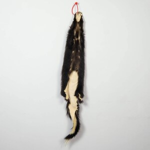 Skunk Skin Pelt Hide 54-TP-G2104 ET - Etsy