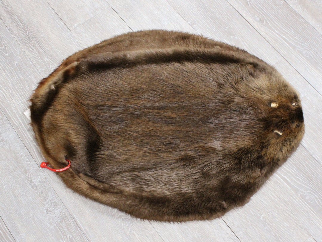 Extra Large Beaver Skin 1/2 Grade: Gallery 50-1-XL-G3204 - Etsy