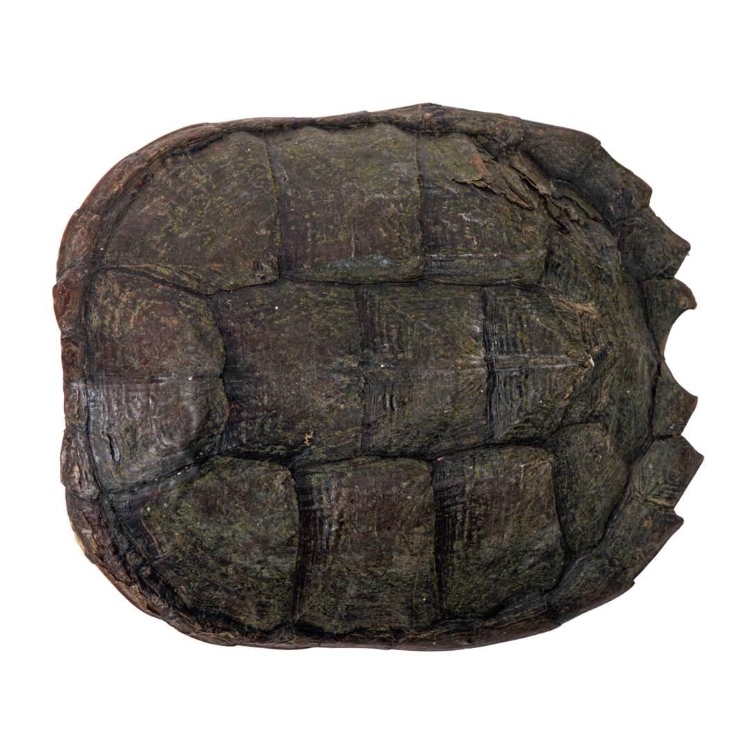 8" to 9" Real Snapping Turtle Shell With Plastron (229-WP-0809) Y3K - Etsy