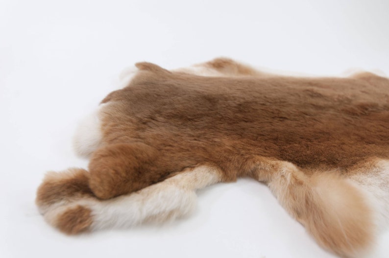 Rex Rabbit Skin: Natural Brown and White orange - Etsy
