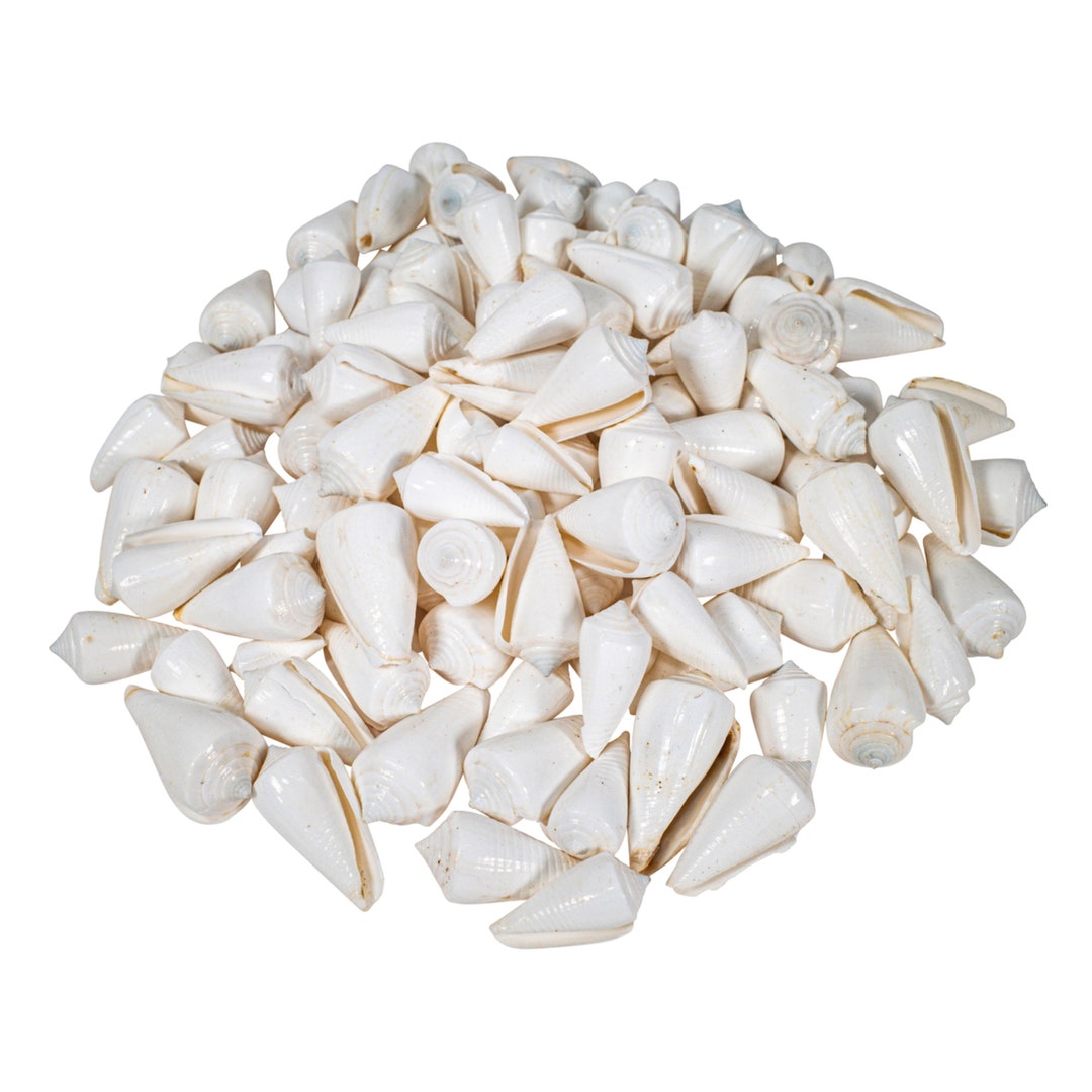 Conus Inscriptus Snail Shells 1.50"- 2": 1-kilogram Bag (2.2 Pounds ...