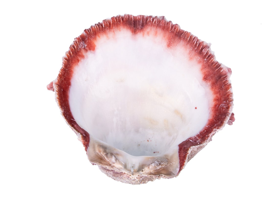 Spiny Oyster Shell: Red #1 (1086-31-G4140) - Etsy